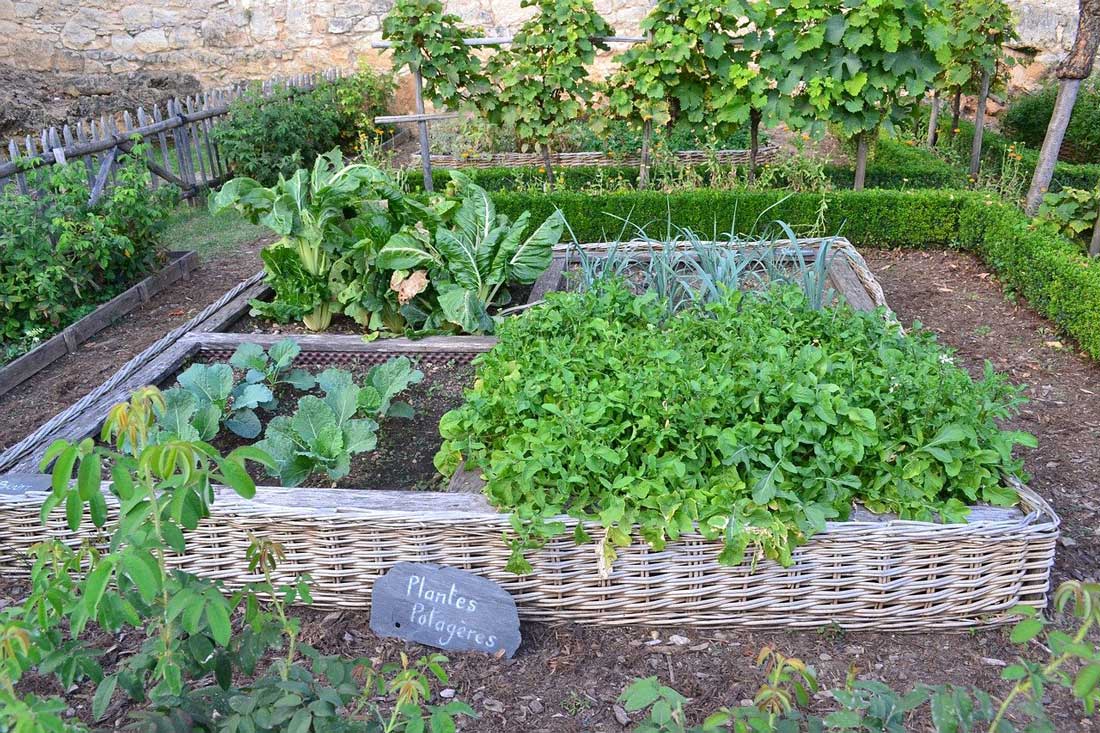 Association de la blette dans votre potager : comment la réussir