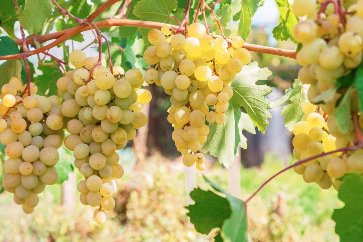 Planter de la vigne dans votre jardin : les différentes étapes