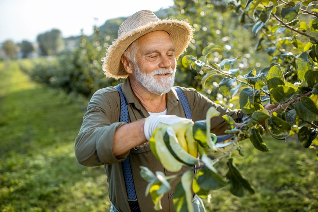 Tout savoir sur le pommier : l'arbre fruitier idéal du jardin