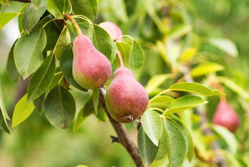 Le poirier : tout savoir sur cet arbre fruitier du jardin