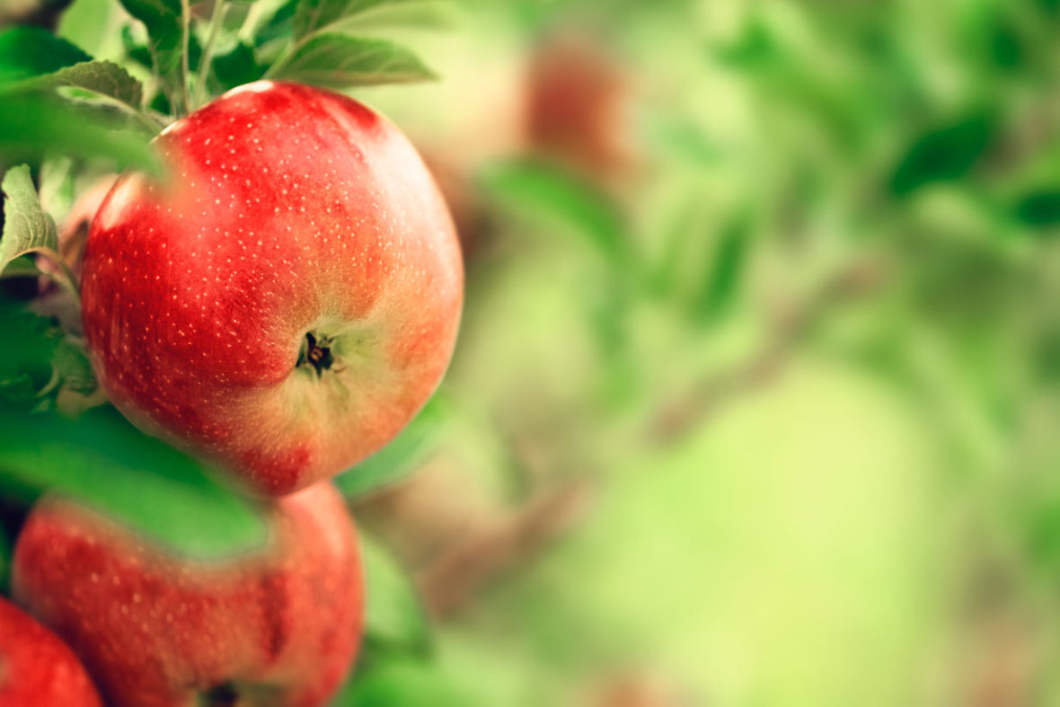 Tout savoir sur le pommier : l'arbre fruitier idéal du jardin