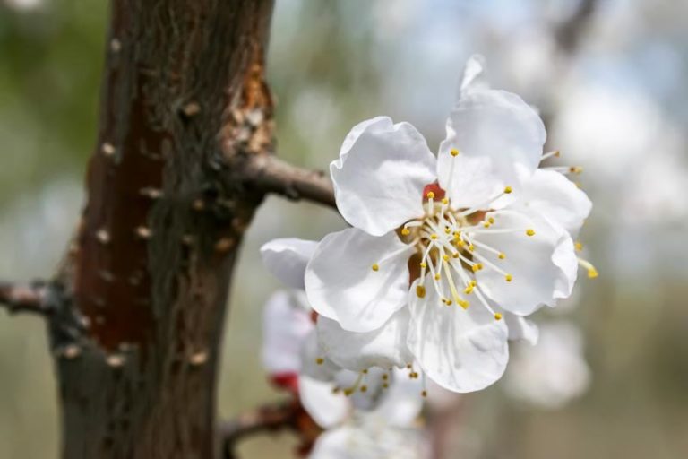 Abricotier : plantation, entretien et culture de cet arbre fruitier