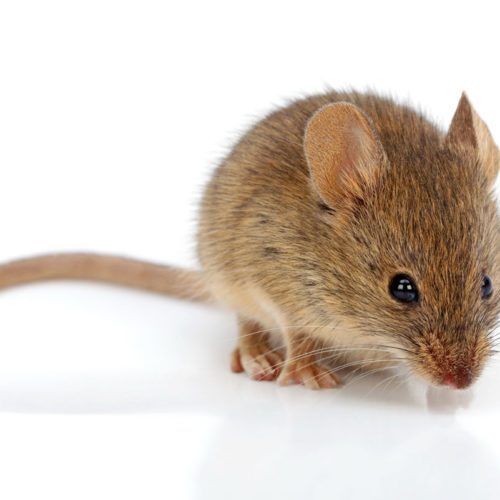 Souris, mulot et campagnol : comment les reconnaitre