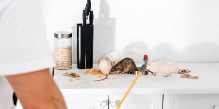 Les rats : comment vous en débarrasser facilement et rapidement