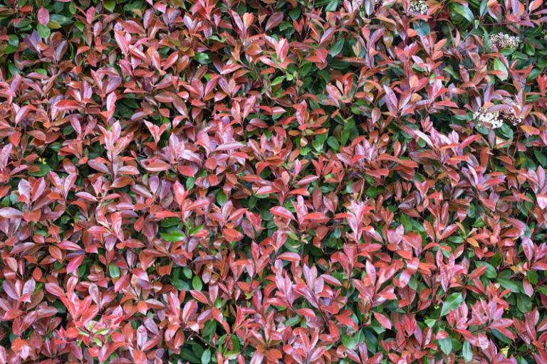 Photinia : plantation, taille et entretien de cet plante de haie