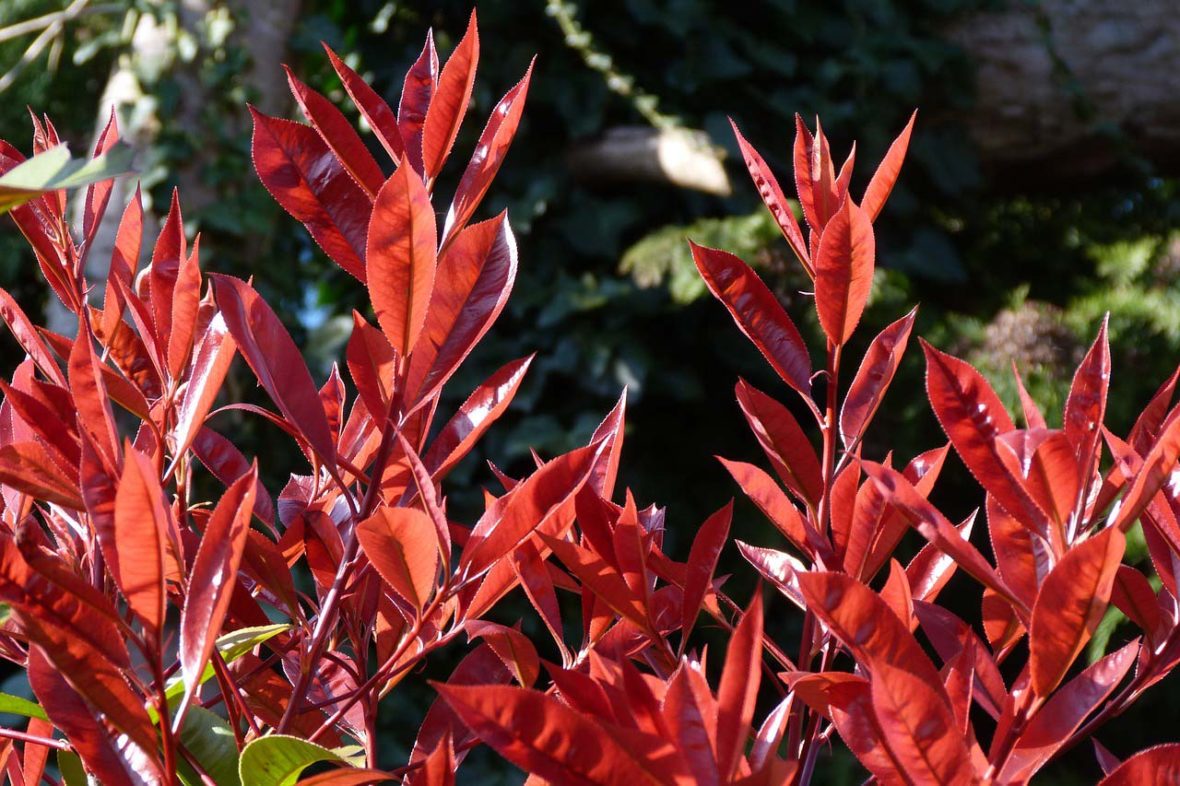 Photinia : plantation, taille et entretien de cet plante de haie