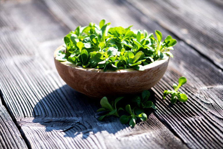 Cultivez de la mâche dans votre jardin grâce à ces 5 astuces