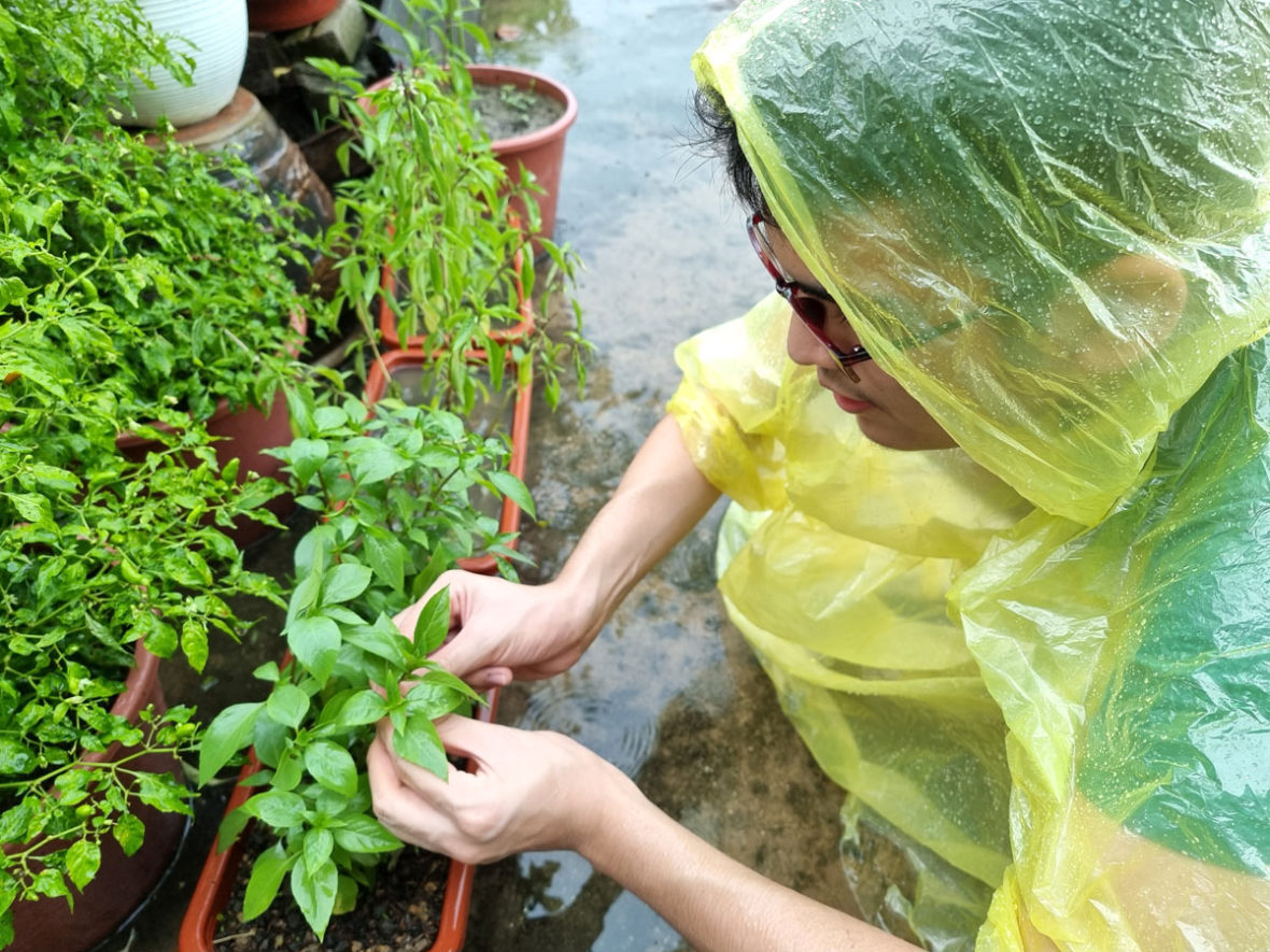 Jardiner sous la pluie : astuces et conseils pour prendre soin de votre ...