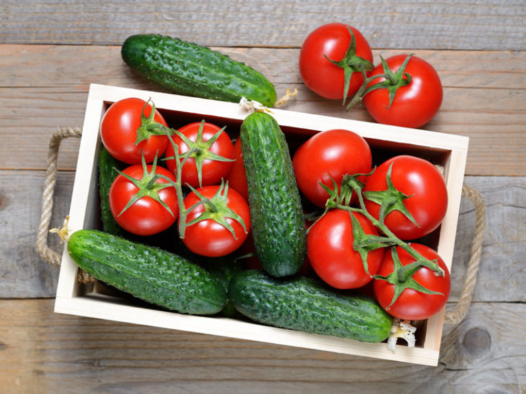 Concombre et tomate au potager, faut-il les planter ensemble