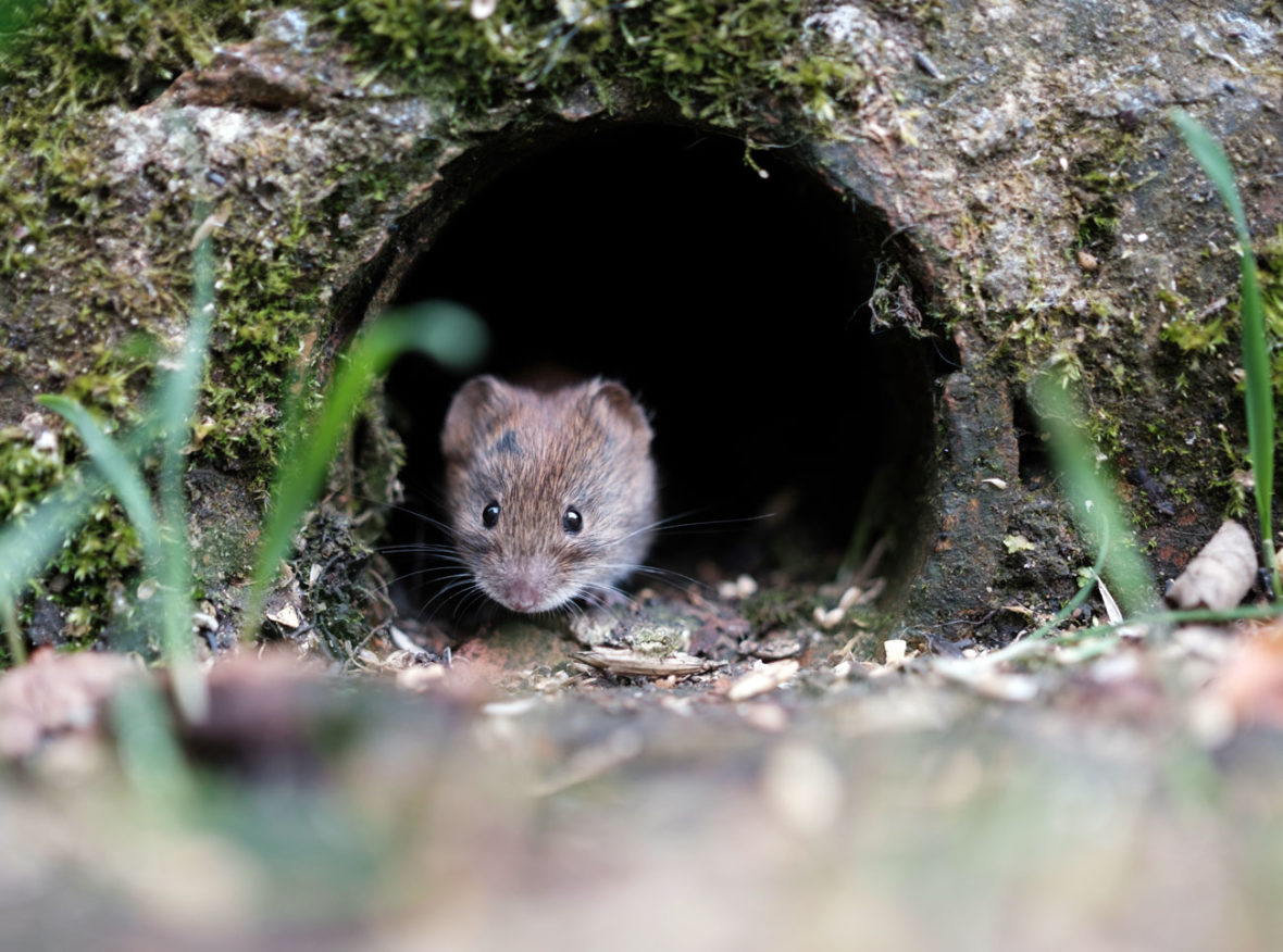 Comment mettre à distance les rats et souris avec vos restes de cuisine