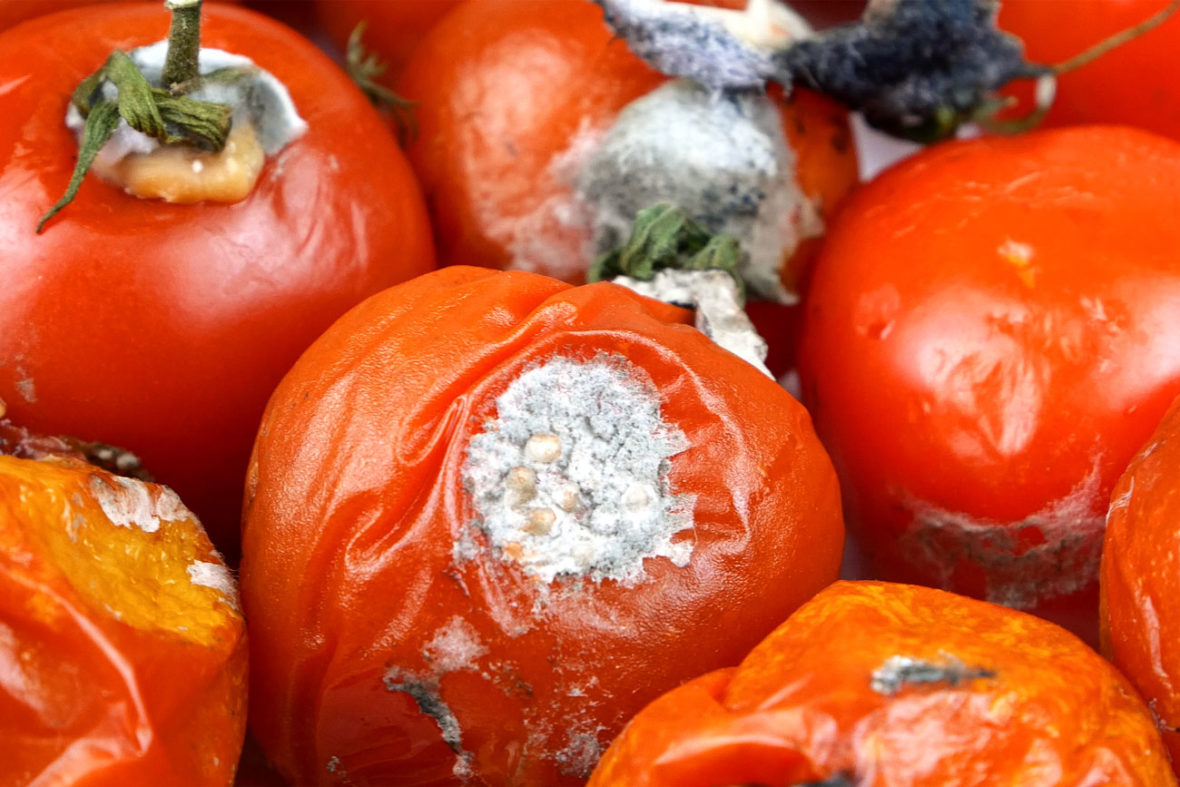 Tâches blanches sur vos tomates : sont-elles atteintes par Oïdium de la ...