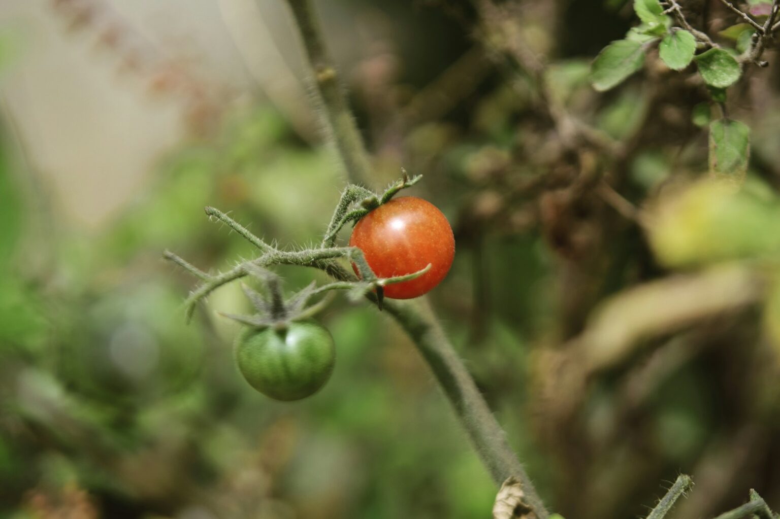 Oïdium et botrytis sous abri : reconnaître et prévenir
