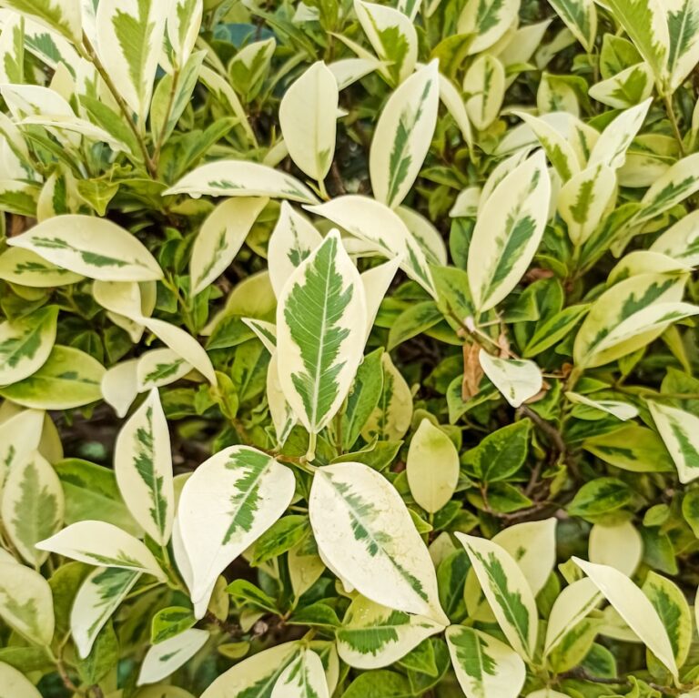 Ficus Benjamin : comment il purifie l'air de votre maison